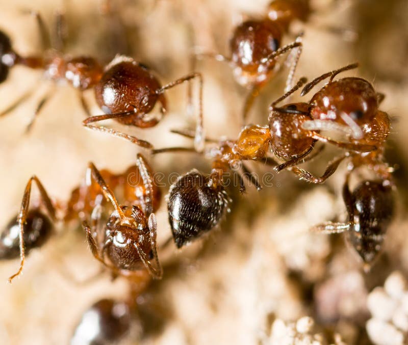 Small Ants in Nature. Macro Stock Photo - Image of formicidae, small ...