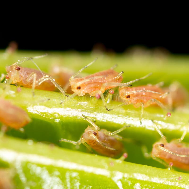 Small Aphid on a Green Leaf in the Open Air Stock Image - Image of lice ...