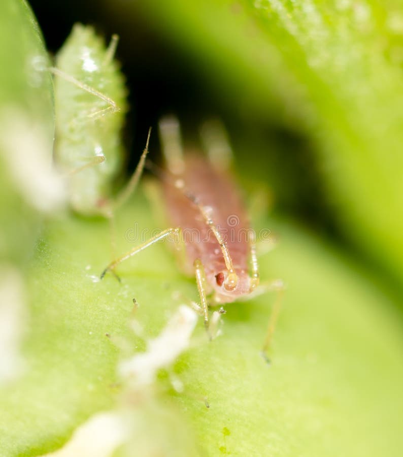Small Aphid on a Green Leaf in the Open Air Stock Photo - Image of home ...