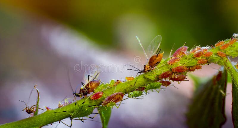 Small Aphid on a Green Leaf in the Open Air Stock Image - Image of ...