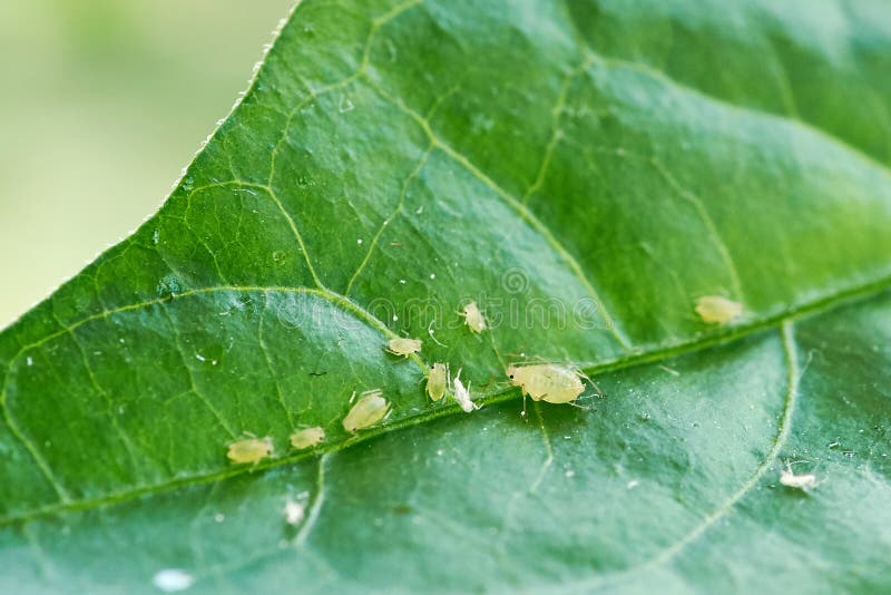 Small Aphid on a Green Leaf in the Open Air Stock Photo - Image of ...