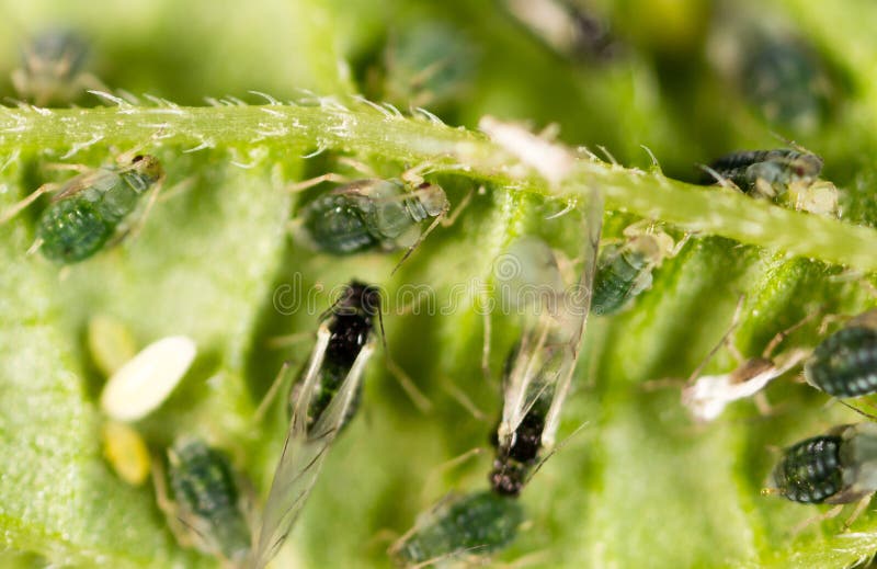 Small Aphid on a Green Leaf in the Open Air Stock Image - Image of ...