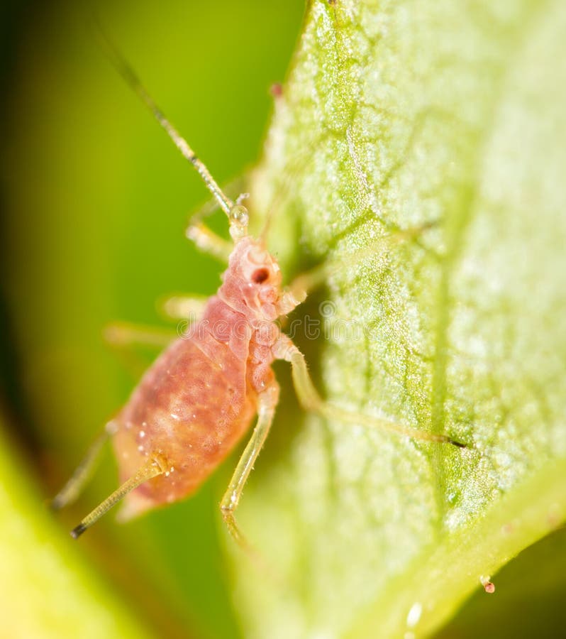 Small Aphid on a Green Leaf in the Open Air Stock Image - Image of ...