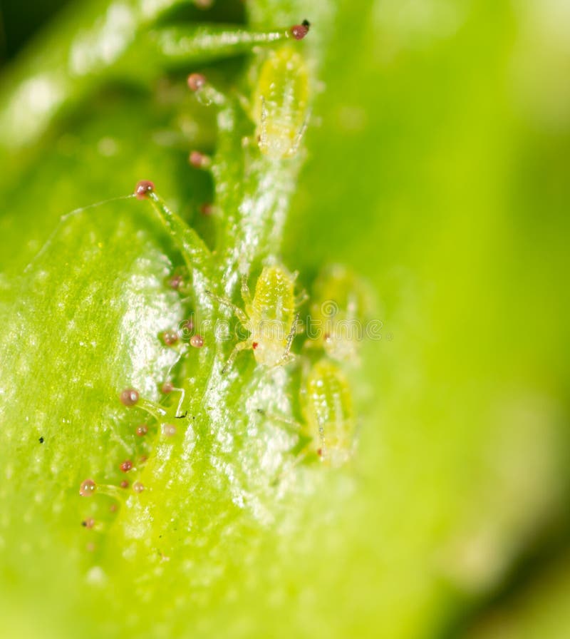Small Aphid on a Green Leaf in the Open Air Stock Image - Image of ...