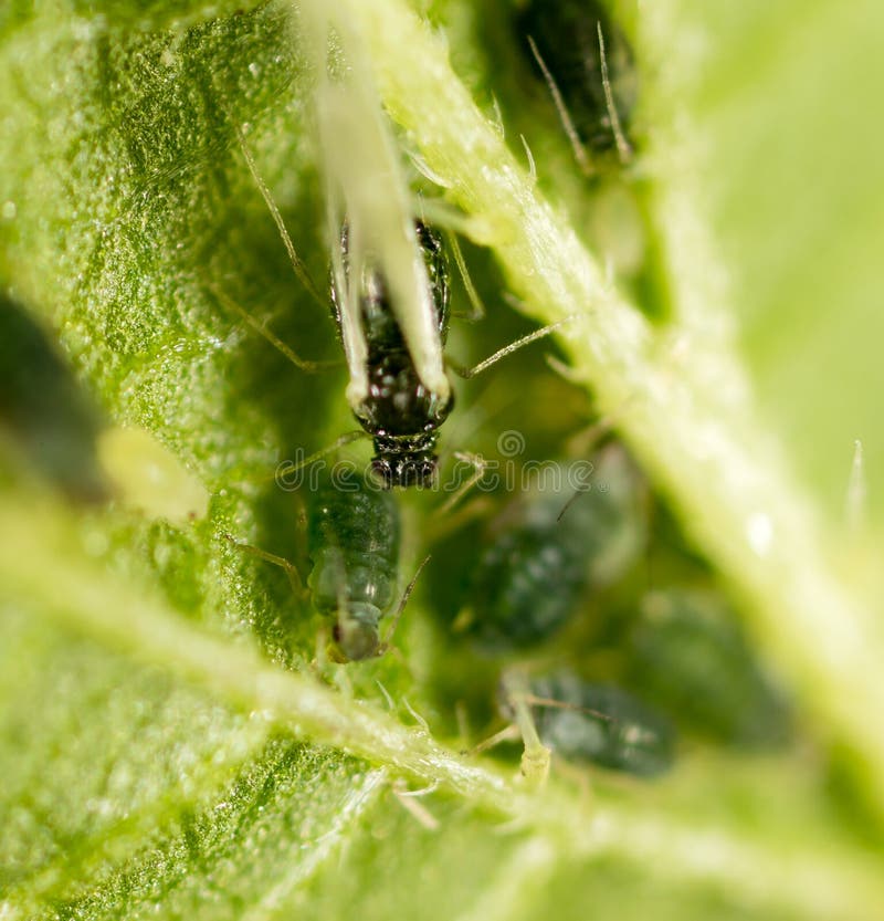 Small Aphid on a Green Leaf in the Open Air Stock Photo - Image of ...