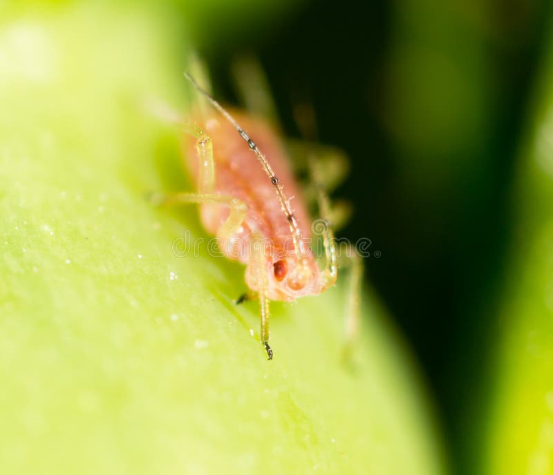 Small Aphid on a Green Leaf in the Open Air Stock Photo - Image of ...