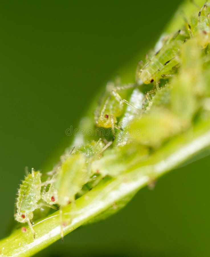 Small Aphid on a Green Leaf in the Open Air Stock Image - Image of ...