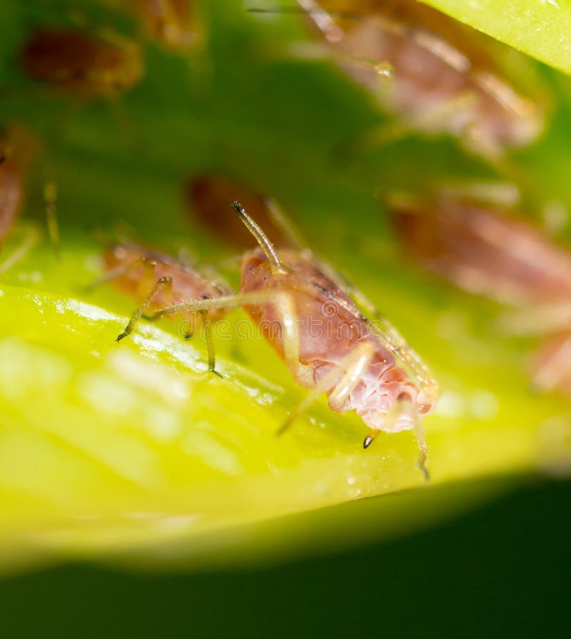 A Small Aphid on a Green Plant Stock Image - Image of nature, aphids ...