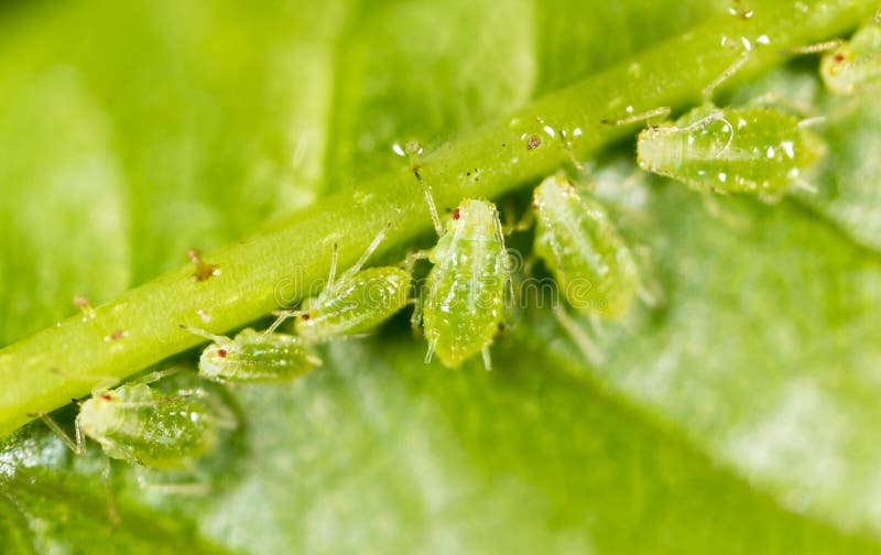 Small Aphid on a Green Leaf in the Open Air Stock Image - Image of ...