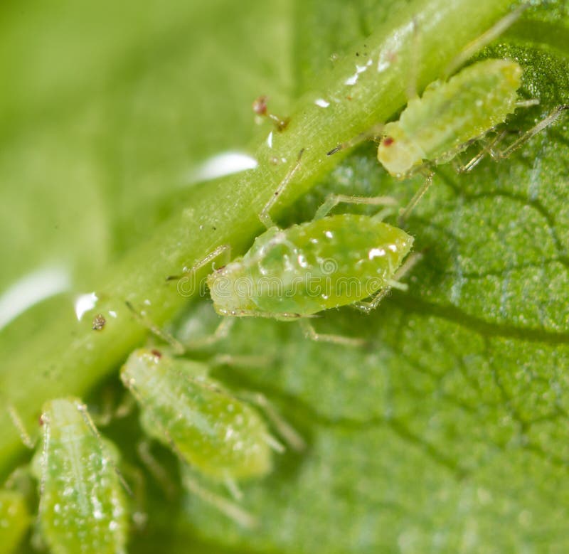 A Small Aphid on a Green Plant Stock Image - Image of macro, gardening ...