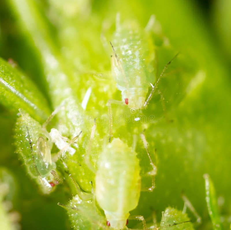 Small Aphid On A Green Leaf In The Open Air Stock Photo - Image of lice ...
