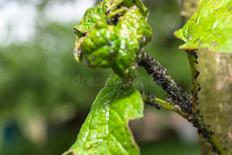 Small aphids on the bush stock photo. Image of branch - 204236038