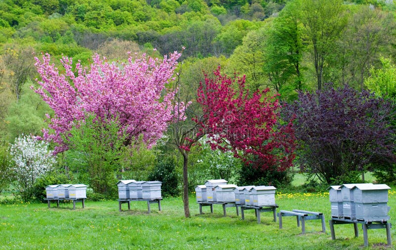 Small apiary stock image. Image of france, flower, spring - 19862107