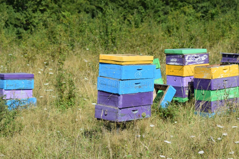Small Apiary in the Foothills. Stock Image - Image of comb, colour ...