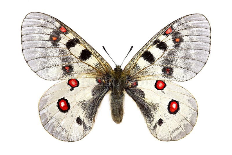 Isolated Esper S Marbled White Butterfly Stock Photo - Image of france ...