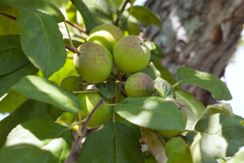 Small Apple Fruit on a Branch in an Apple Orchard. Growing Fruit in the ...