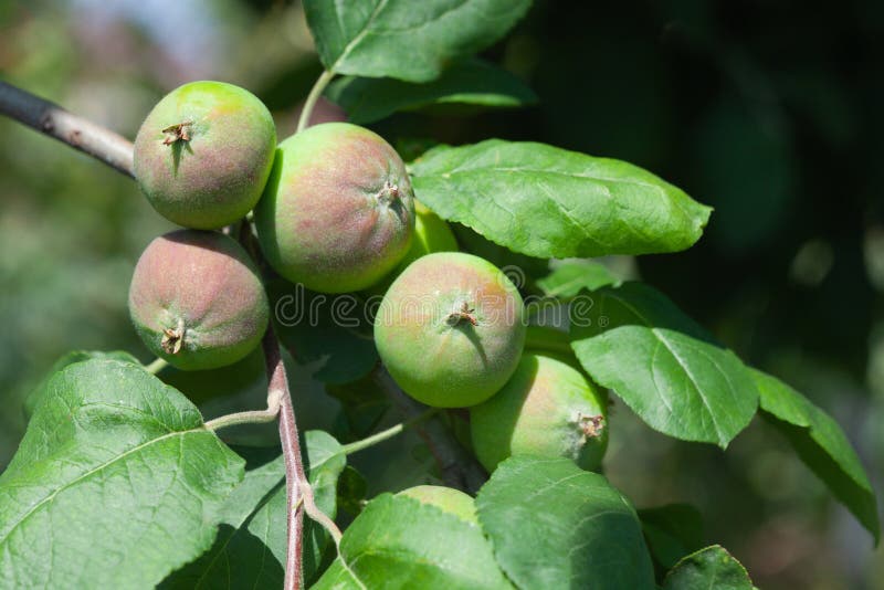 Small Apple Fruit on a Branch in an Apple Orchard. Growing Fruit in the ...
