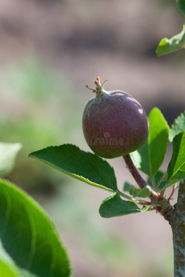 Small Apple Fruit on a Branch in an Apple Orchard. Growing Fruit in the ...