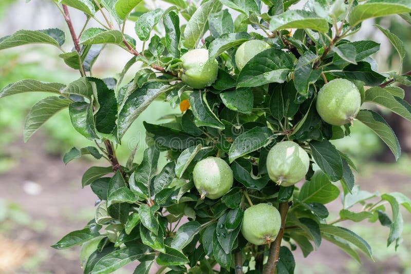 Small Apple Fruit on a Branch in an Apple Orchard. Growing Fruit in the ...