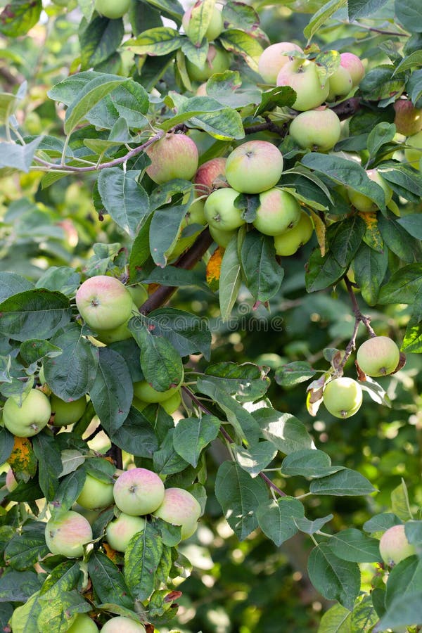 Small Apple Fruit on a Branch in an Apple Orchard. Growing Fruit in the ...