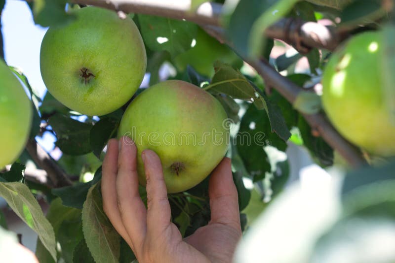 Small Apple Fruit on a Branch in an Apple Orchard. Growing Fruit in the ...