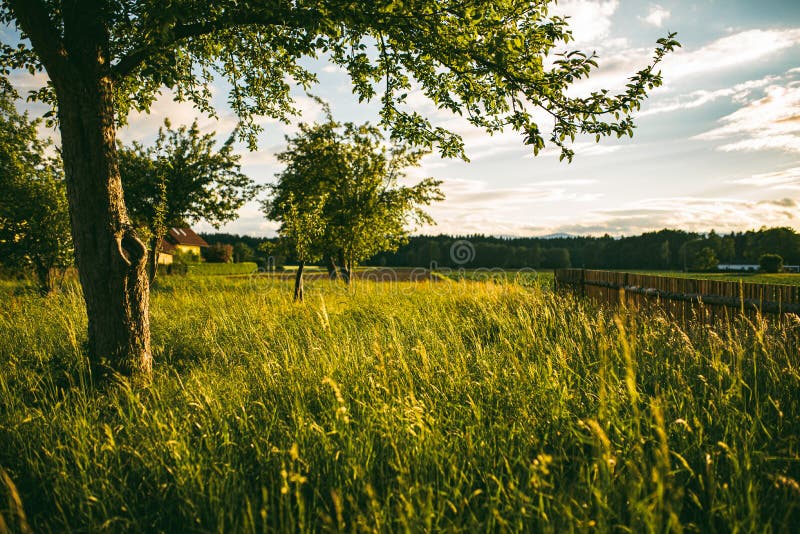 Small Apple Orchard Next To House with Viev at Fields and Forest Stock ...