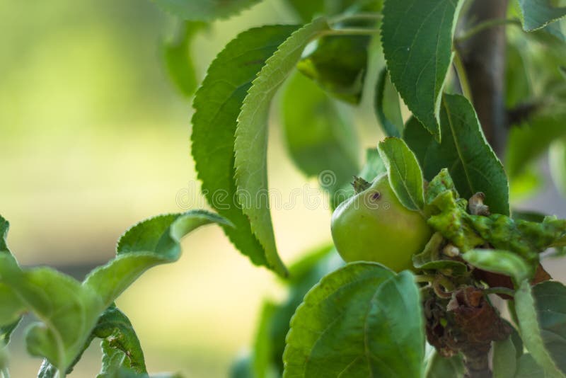 Small Apple Pies in a Basket. Stock Photo - Image of american, sweet ...