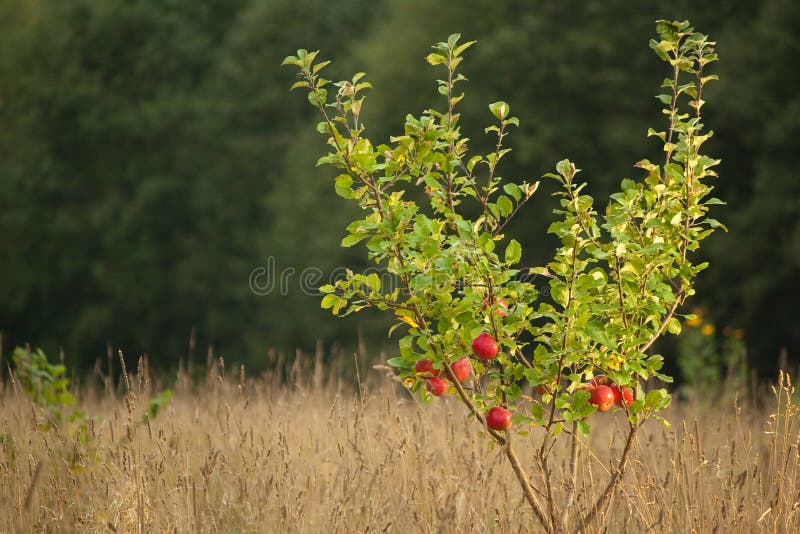 Small apple tree stock image. Image of fruit, protection - 11147171