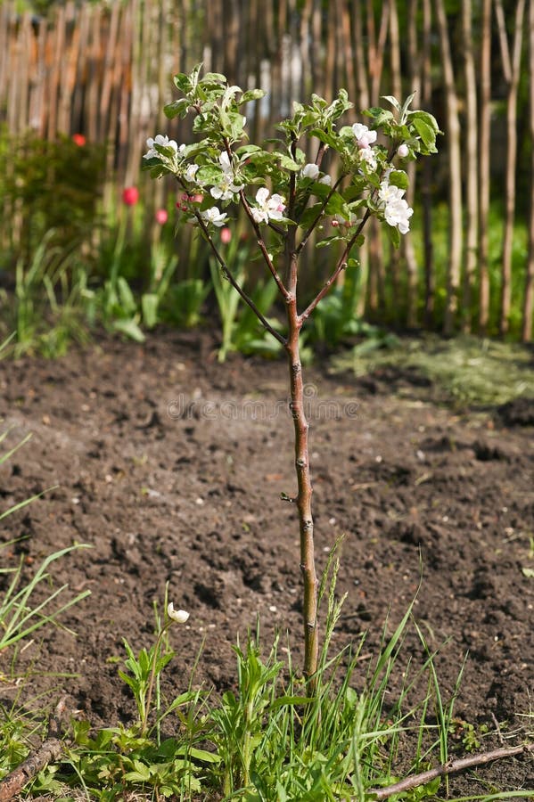 A Small Apple Tree is Blooming. Vertical Stock Photo - Image of ...