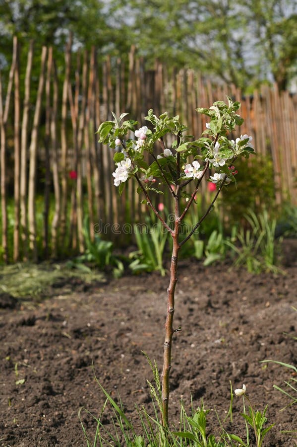 A Small Apple Tree Blooms in Spring Stock Image - Image of seedling ...