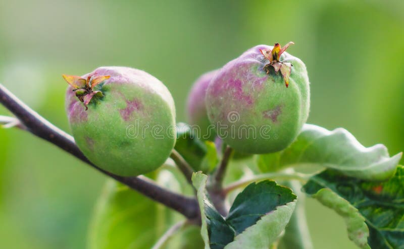 Small Apple on a Tree Branch in Nature Stock Photo - Image of garden ...