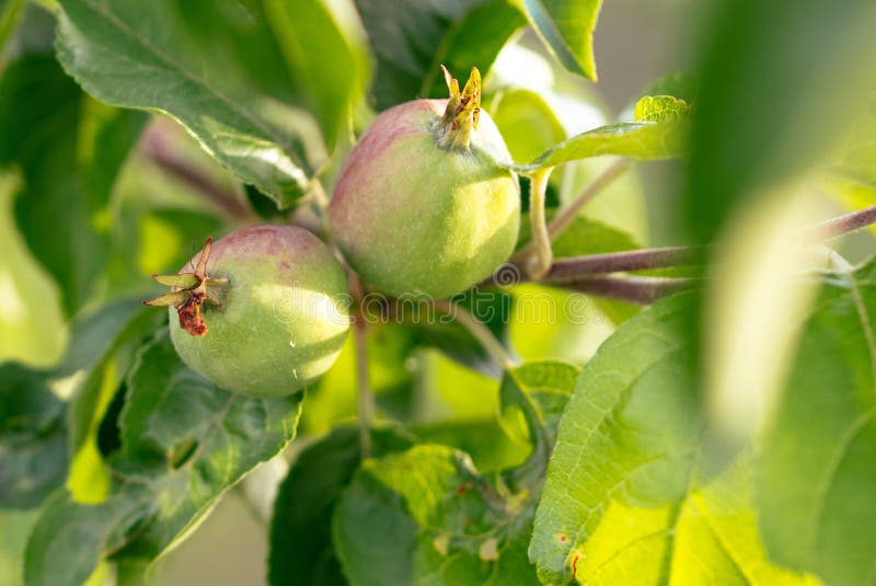 Small Apple on a Tree Branch in Nature Stock Photo - Image of natural ...