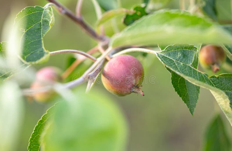 Small Apple on a Tree Branch in Nature Stock Image - Image of autumn ...