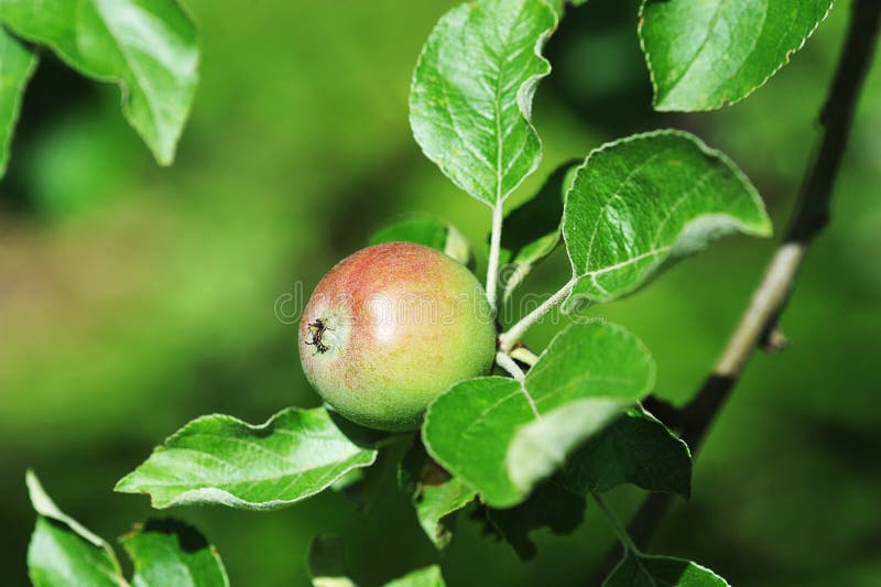 Small Apple on an Apple Tree Stock Photo - Image of autumn, nature ...