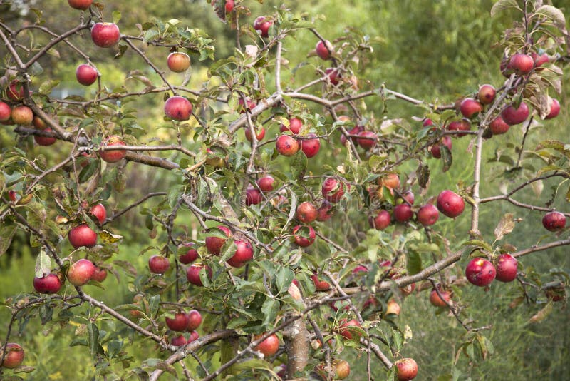 Small Apple Tree Full of Red Apples Stock Image - Image of color ...