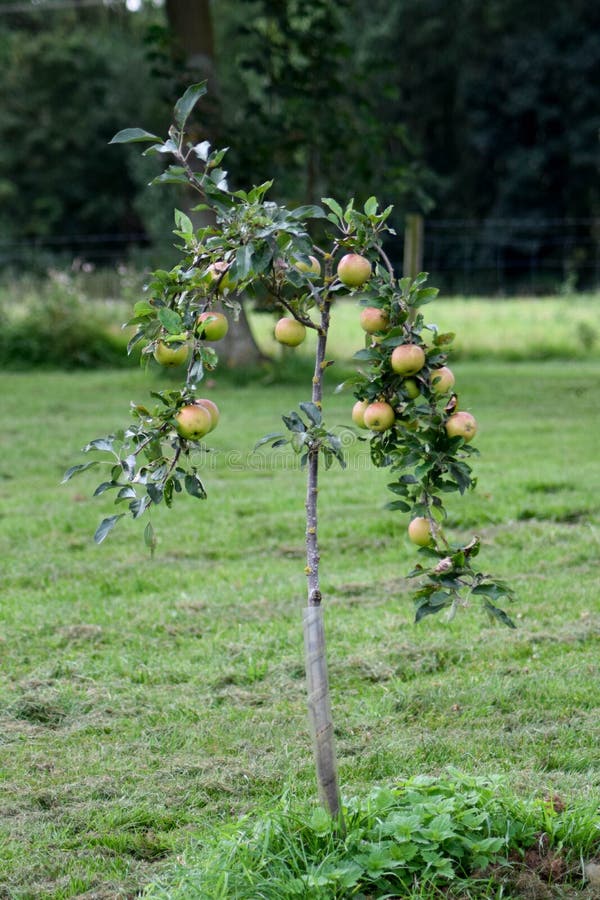 Small Apple Tree Growing in a Garden Stock Photo - Image of apples ...