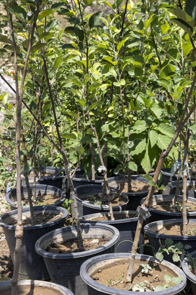 126 Apple Tree Pots Stock Photos - Free & Royalty-Free Stock Photos ...