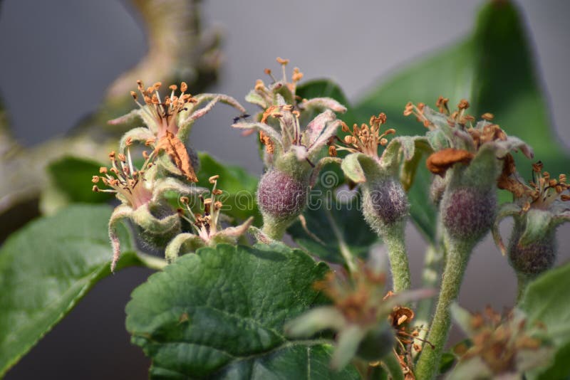 Small Apples - Apple Tree (Malus Domestica) - Columnar Fruit Stock ...