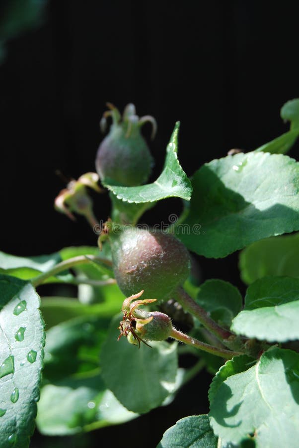 Small Apples - Apple Tree (Malus Domestica) - Columnar Fruit Stock ...