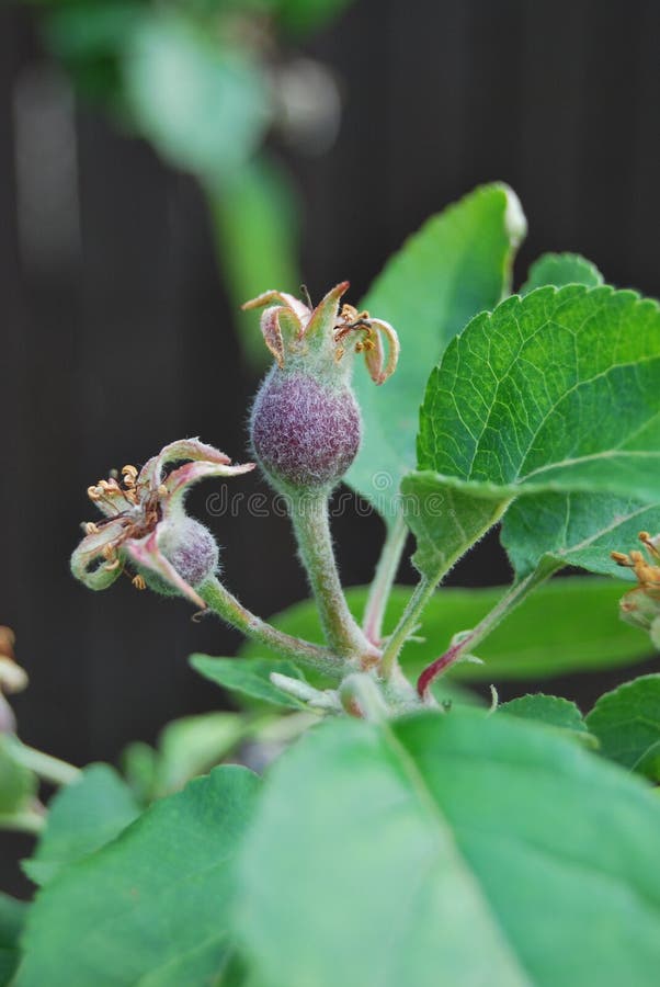 Small Apples - Apple Tree (Malus Domestica) - Columnar Fruit Stock ...