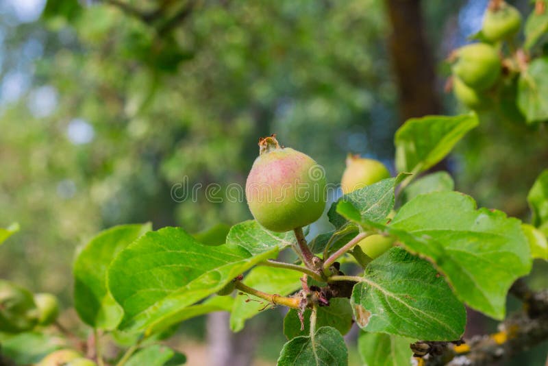 Small Apples in an Apple Tree 2 Stock Image - Image of farm, nature ...