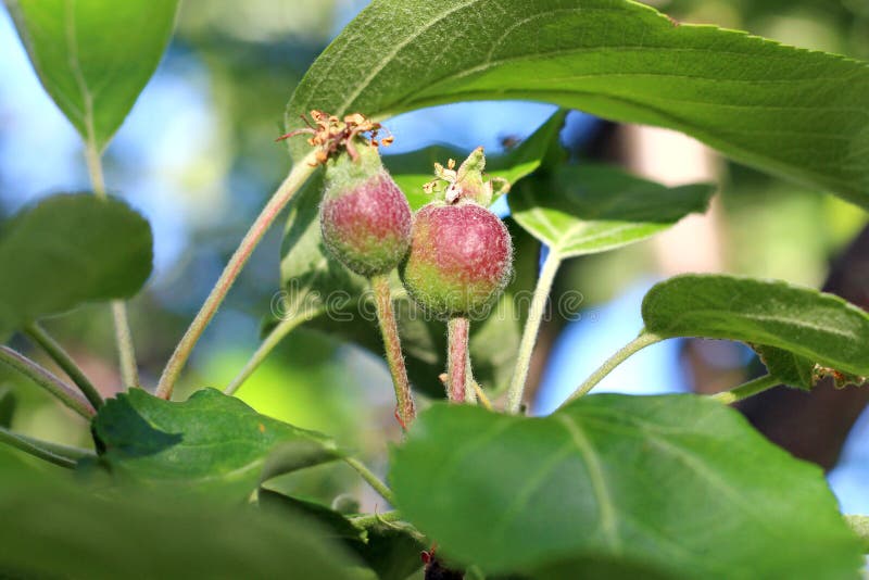 Apple Tree with Small Growing Apples Stock Image - Image of gardening ...