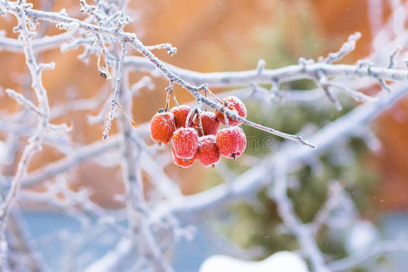 Small Apples on a Branch Covered with Hoarfrost in Ice Crystals. Stock ...