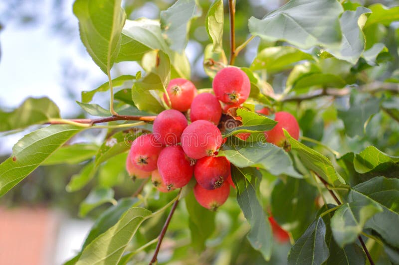 Small Apples Fruits on the Branches of Apple Trees Stock Photo - Image ...