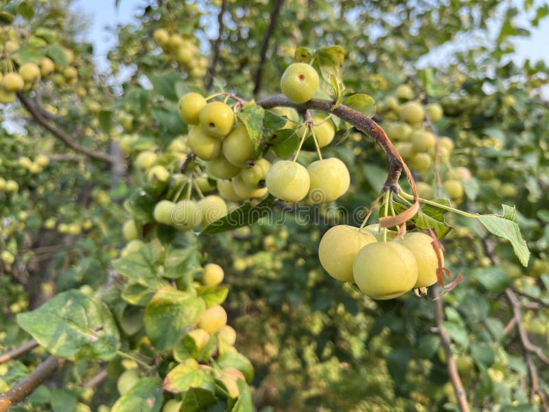 Small apples stock image. Image of grow, sweet, beautiful - 256640703