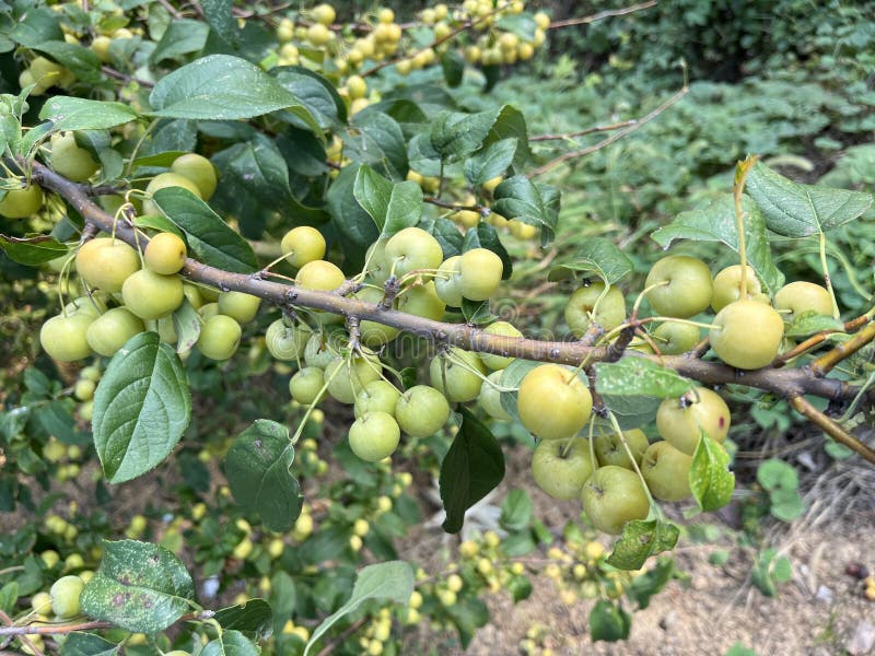 Small apples stock image. Image of beautiful, small - 256640677