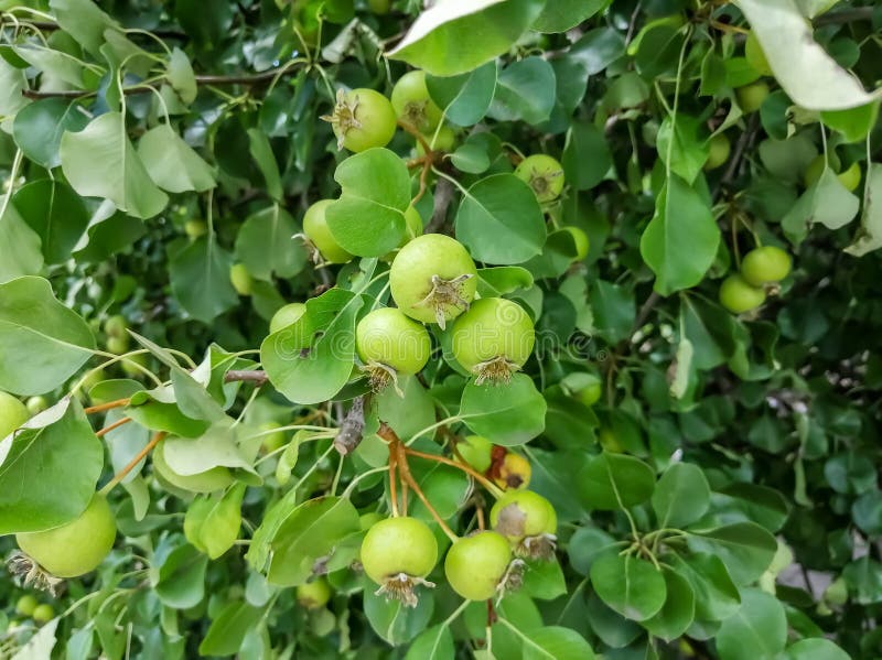 Small Apples on a Tree. Green Paradise Apples on a Tree. Pldy Tree with ...