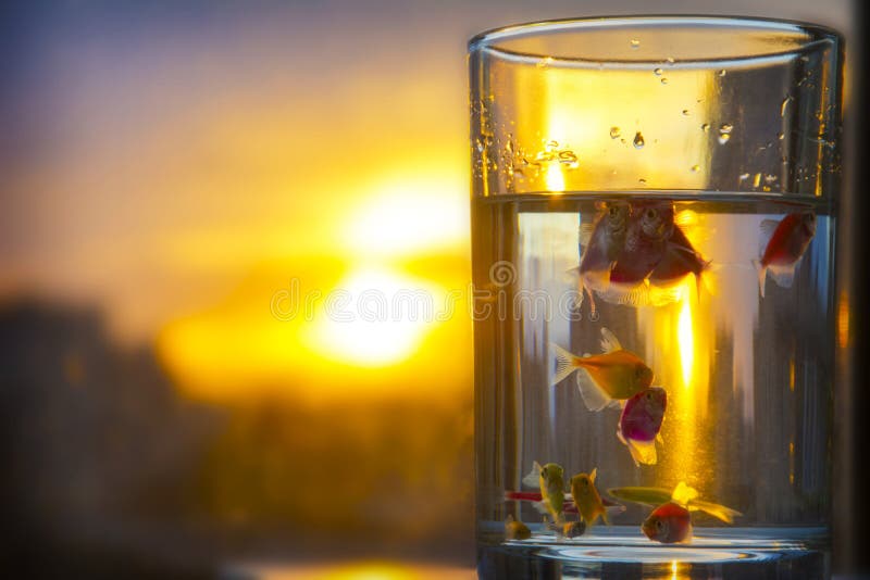 In a Small Aquarium, Thorny Fish at Sunset Stock Photo - Image of life ...