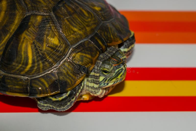 Small Aquarium Water Turtle Stock Photo - Image of reptile, head: 83272192