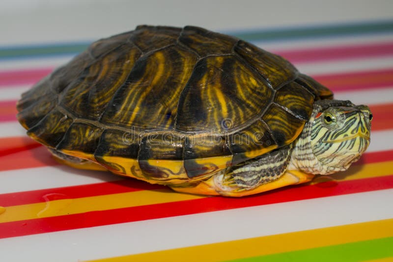 Small Aquarium Water Turtle Stock Image - Image of aquarium, turtle ...